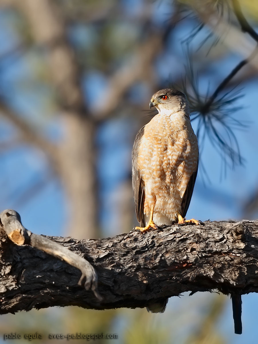 Mis Fotos De Aves Accipiter Cooperii Gavil n De Cooper Cooper s Hawk mis-fotos-de-aves-accipiter-cooperii-gavil-n-de-cooper-cooper-s-hawk