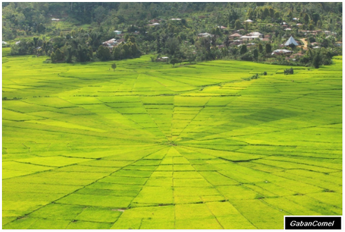 Sawah Padi Seperti Sarang Labah labah. - Gaban Comel