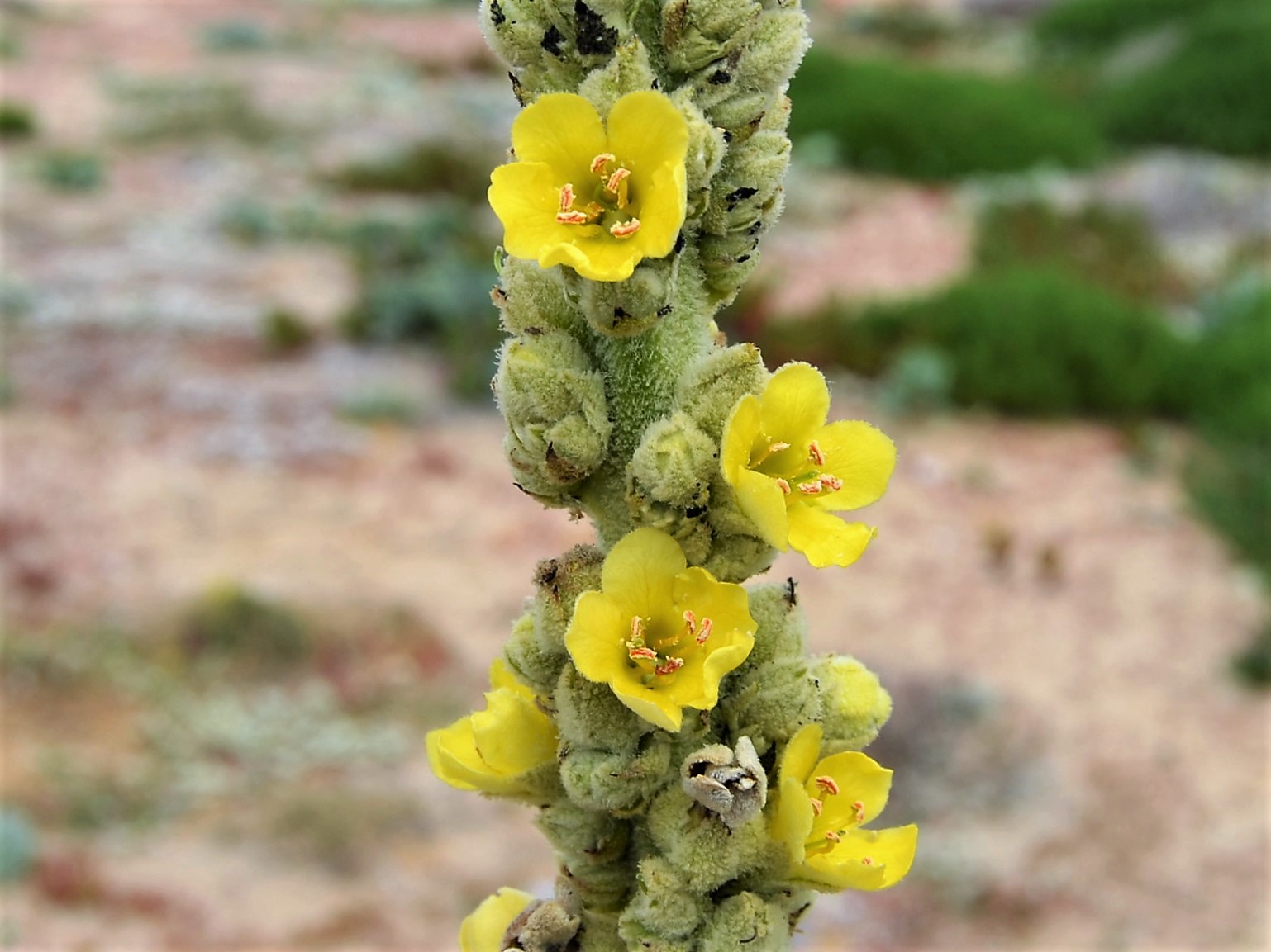 Plantas: Beleza e Diversidade: Verbasco-de-flores-grossas (Verbascum ...