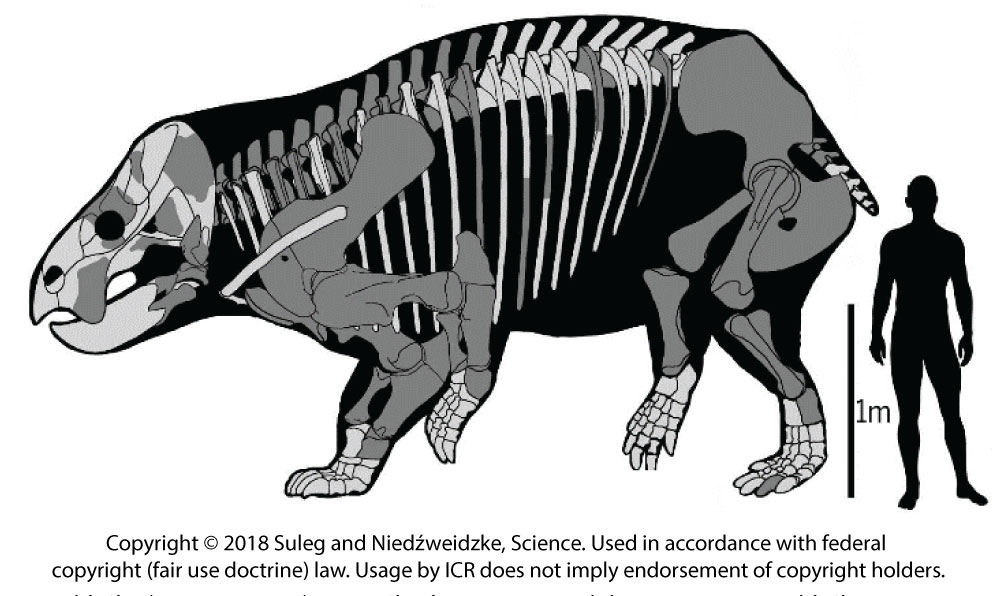 Dig Deeper: ARCHAEOLOGY: Pre-Flood Find of Synapsid