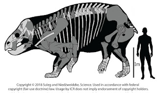 Dig Deeper: ARCHAEOLOGY: Pre-Flood Find of Synapsid