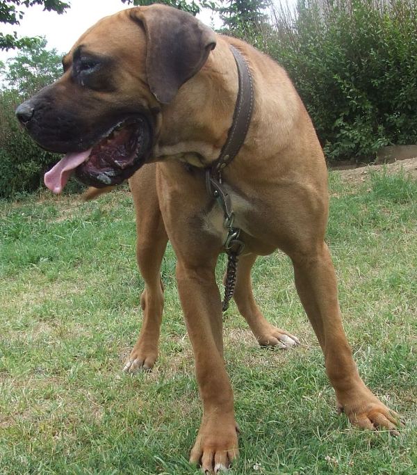 Tosa Inu-Arka de Noe kennel -Serbia: Tosa Inu female KIYOMI