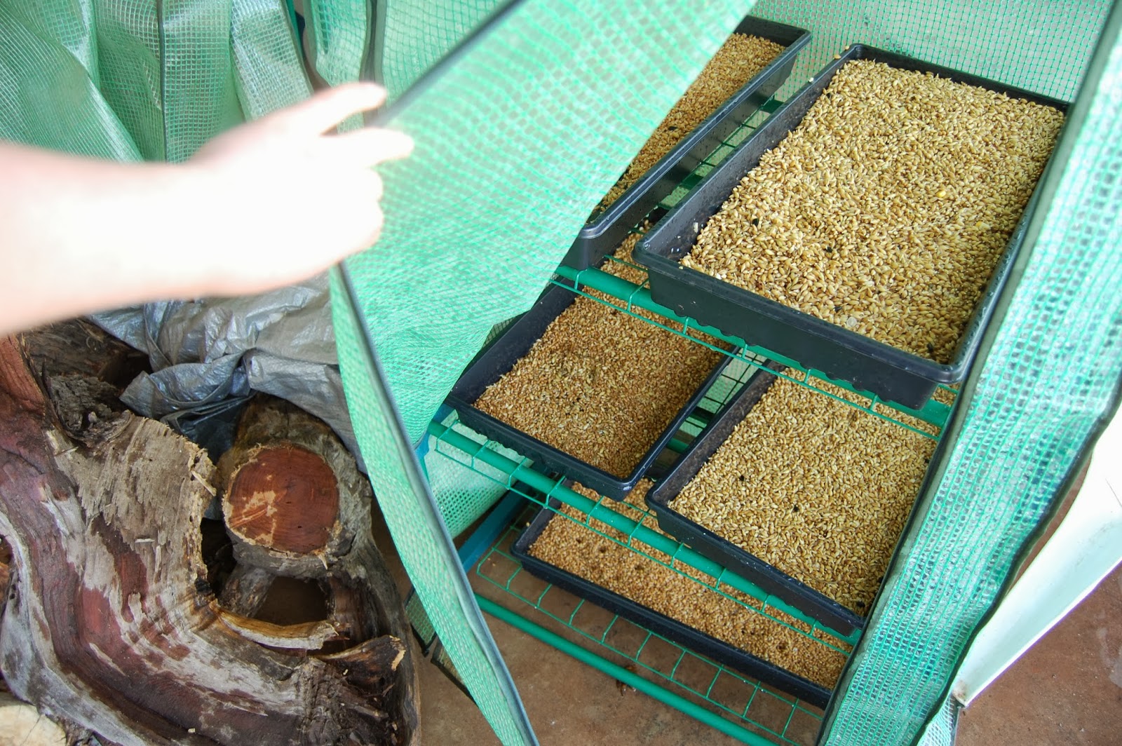 Texas Rebel Girl: Growing Your Own Fodder