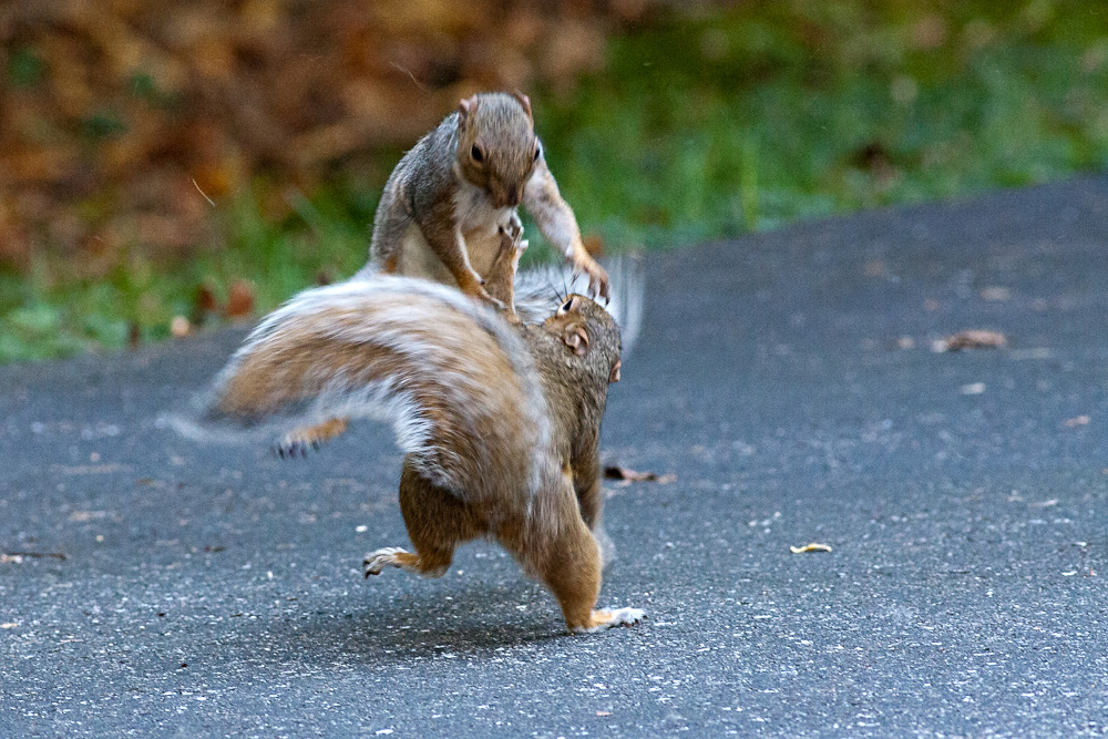 One Day at a Time: Squirrels Acting Squirrelly