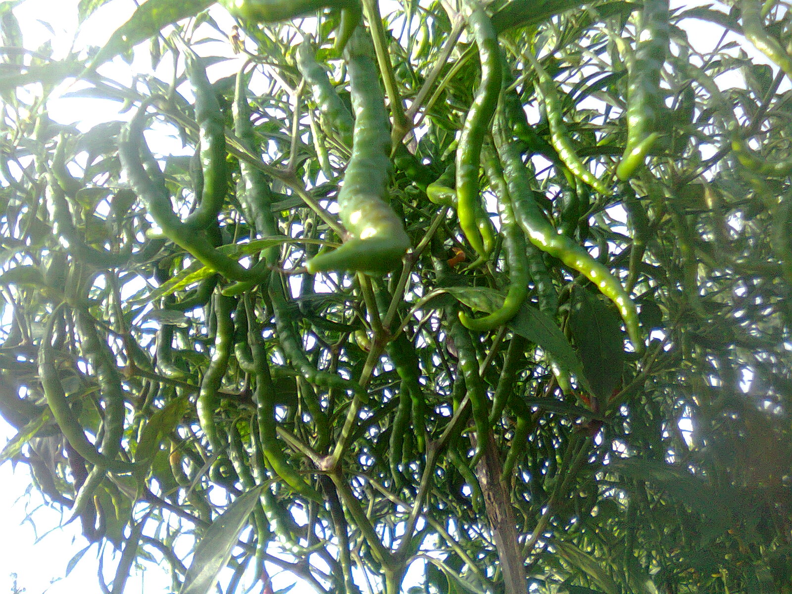 CARA PEMBIBITAN CABE RAWIT DAN CABE MERAH BESAR - Guru Ilmuan