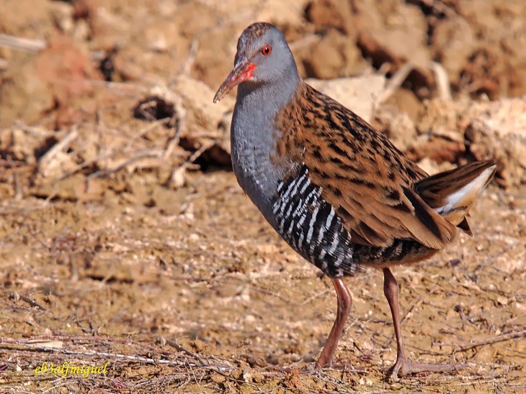 Miguel fotografia: Rascón común o europeo (Rallus aquaticus)