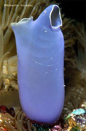 Uma Geração. Todas as Decisões.: Maravilhas do mar: ascídias