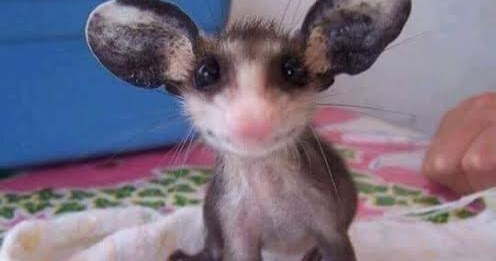 Apaixonada por Cachorrinhos: UM HOMEM COMPRA UM GAMBÁ ACHANDO QUE É UM ...