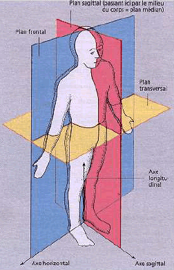 life-style: l'anatomie humaine