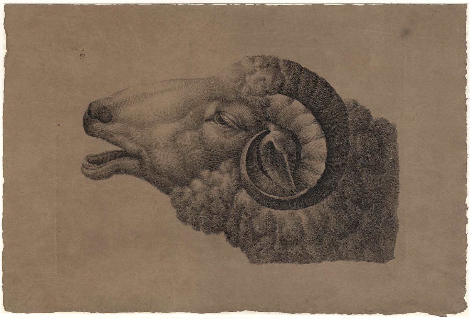 Prints and Principles: 19th century stipple engraving of a ram’s head ...