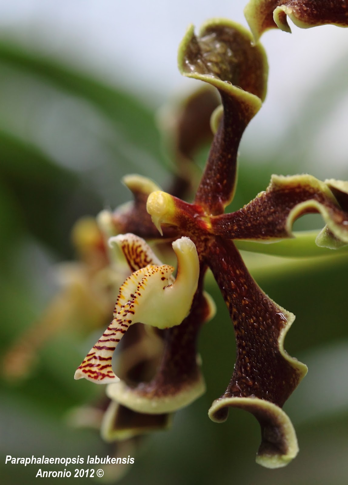 Orquídeas por Antonio: Paraphalaenopsis labukensis, una nativa de Borneo.