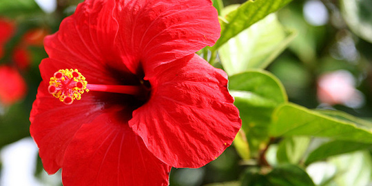 Khasiat Bunga Kembang Sepatu bagi kesehatan - Manfaat dan Khasiat Herbal