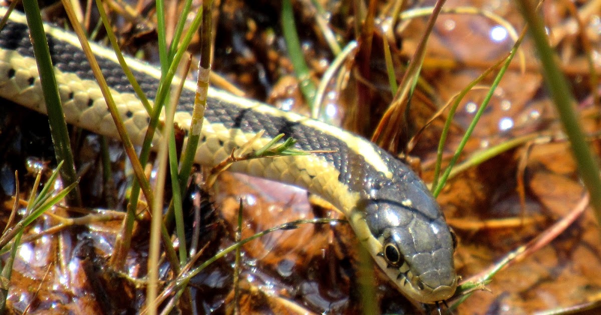Mountain Garter Snake