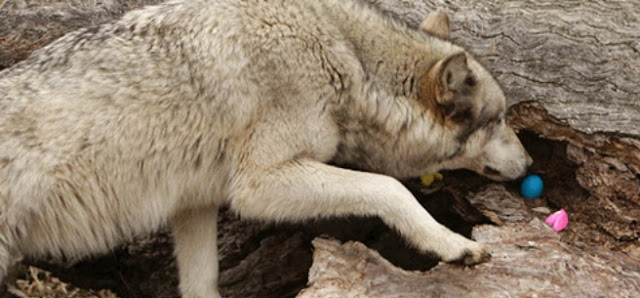 White Wolf : Celebrate Easter Egg Hunt With Amazing Wolves