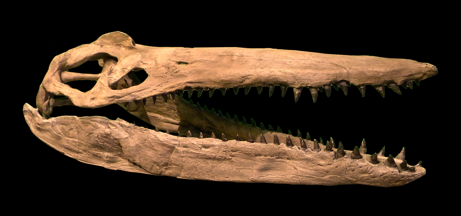 The Expeditioner's Discovery Guild: A little bit of Everything: Museums ...