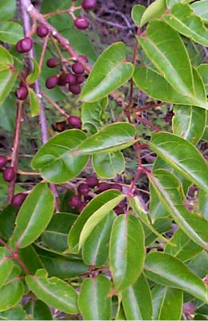 elarbolmiamigo-encinarosa: Bursera simaruba / Pistacia simaruba ...