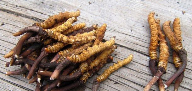 Yarsagumba: The Himalayan Gold: Yarsagumba ( Ophiocordyceps Sinesis)