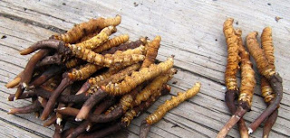 Yarsagumba: The Himalayan Gold: Yarsagumba ( Ophiocordyceps Sinesis)