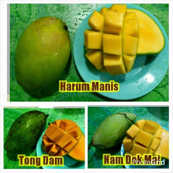 Vitamin Cerdas Cergas: Harum manis ..Perlis mari