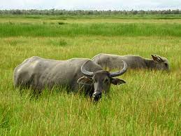 Kegunaan Ber-ternak Kerbau | Tani Ternak Budidaya