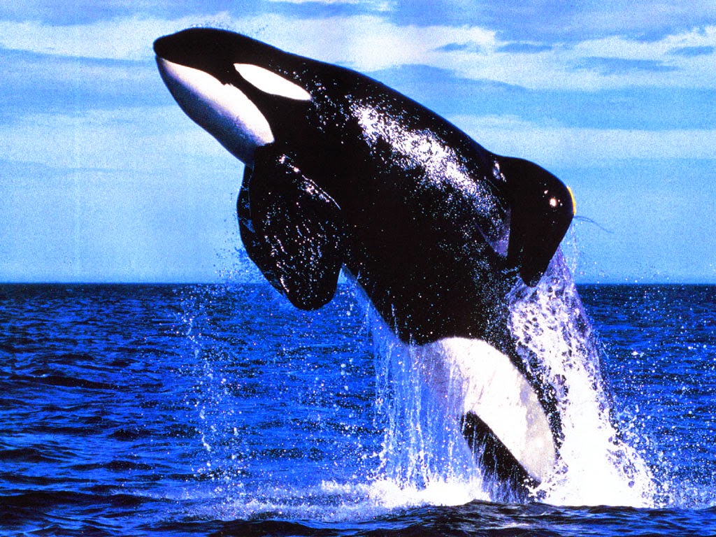 9 curiosidades sobre Baleias - Pinguim Curioso