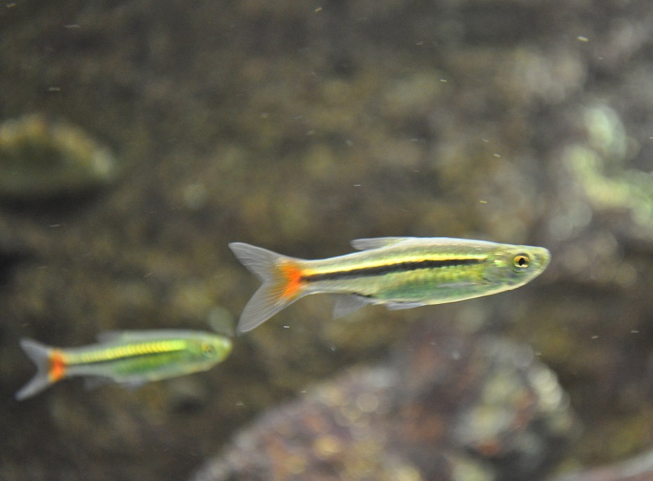 ZOOTOGRAFIANDO (6.096 ANIMALS): RASBORA DE COLA ROJA / BLACKLINE ...