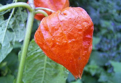 The Presurfer: 25 Of The Most Breathtaking And Dangerous Flowers In The ...