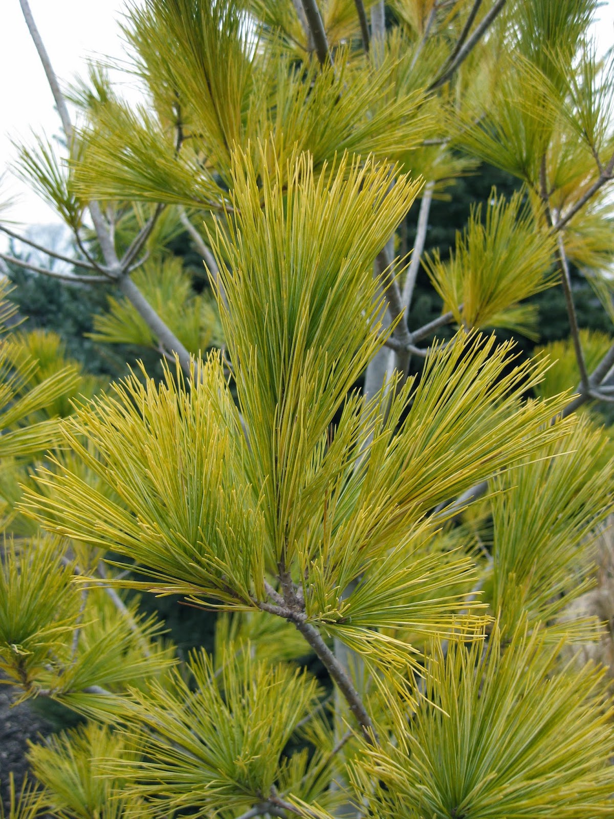 Golden Conifers in Winter - Rotary Botanical Gardens