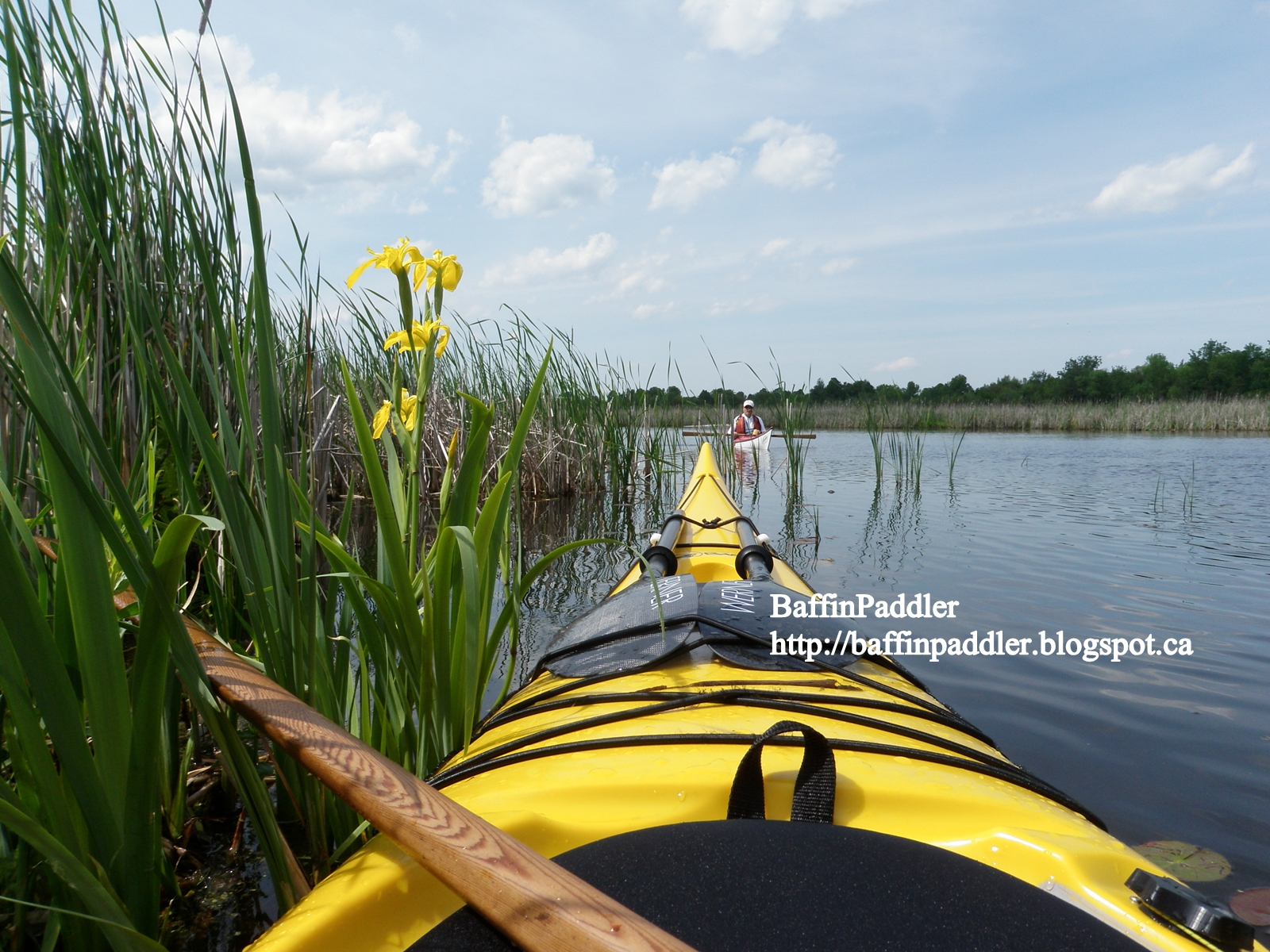 Say hello to my little friends . . . the joys of kayaking the Tay River ...