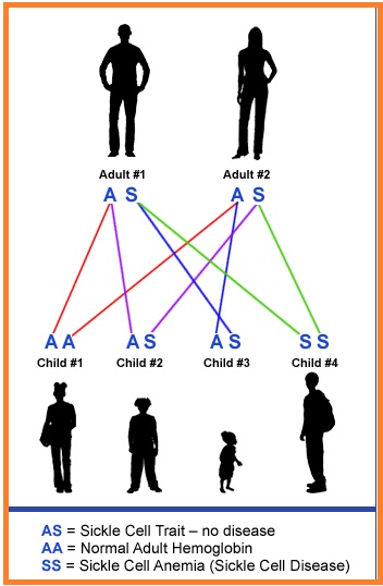 BIOLOGI GONZAGA: SICKLEMIA