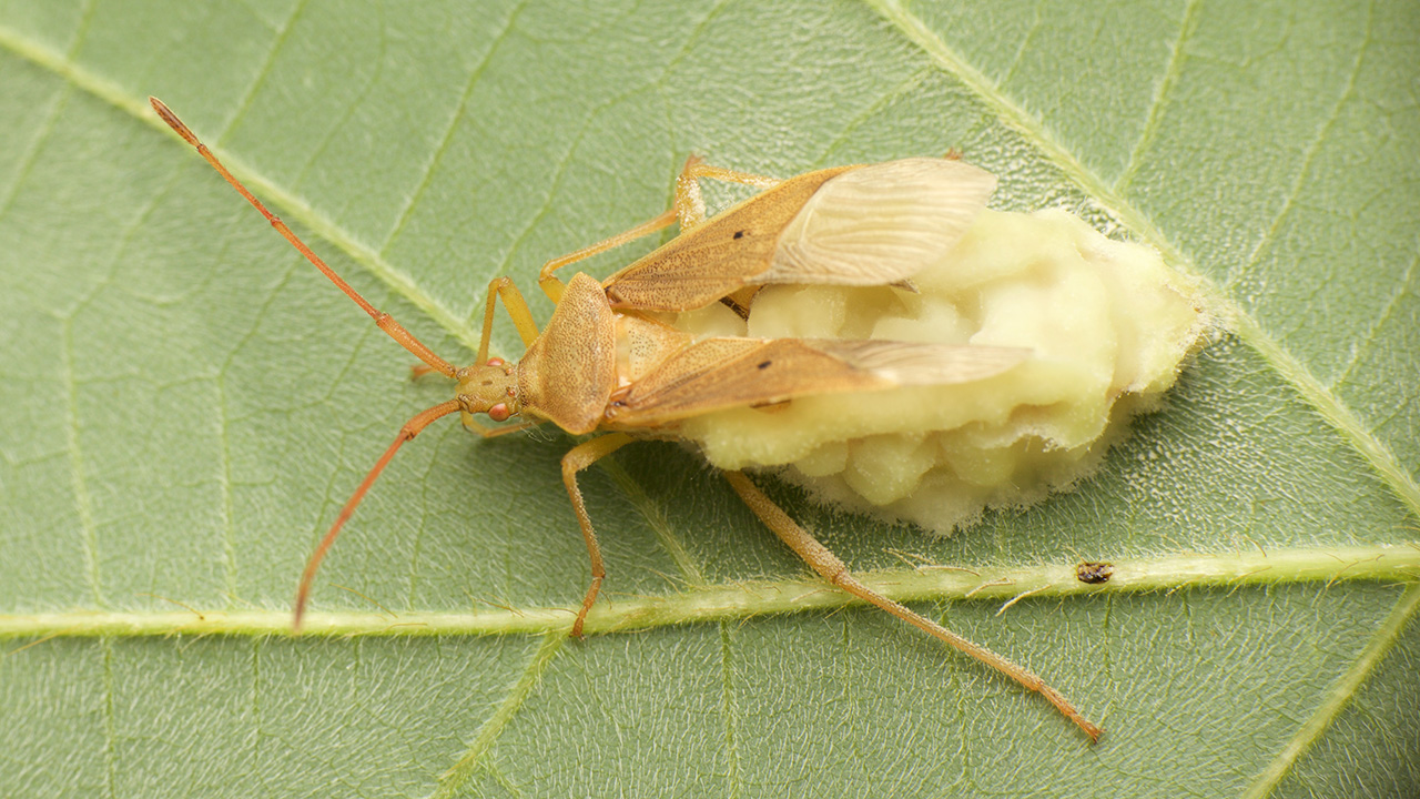 ムシをデザインしたのはダレ？: 適当にディフューザー2