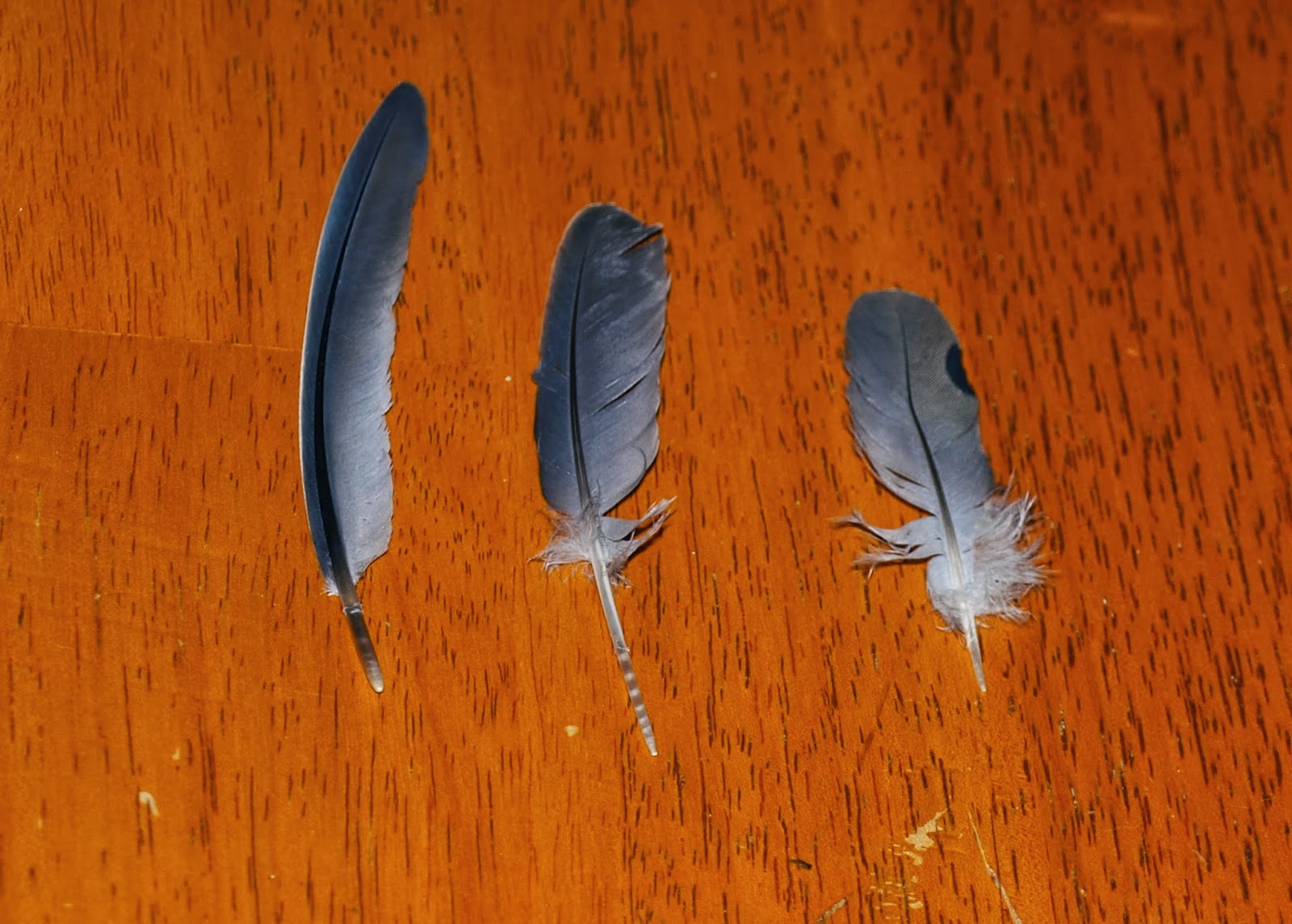 A Life Inspired by Nature: FWS Feather Atlas