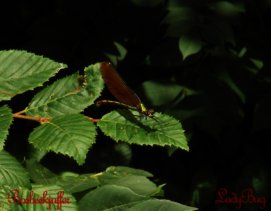 LadyBug: Top 5 mooiste insecten