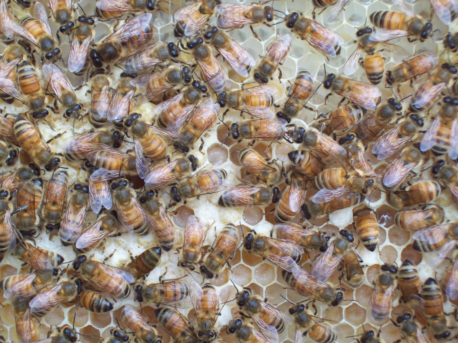 Through a Glass, Darkly: The Bees Are Capping Brood