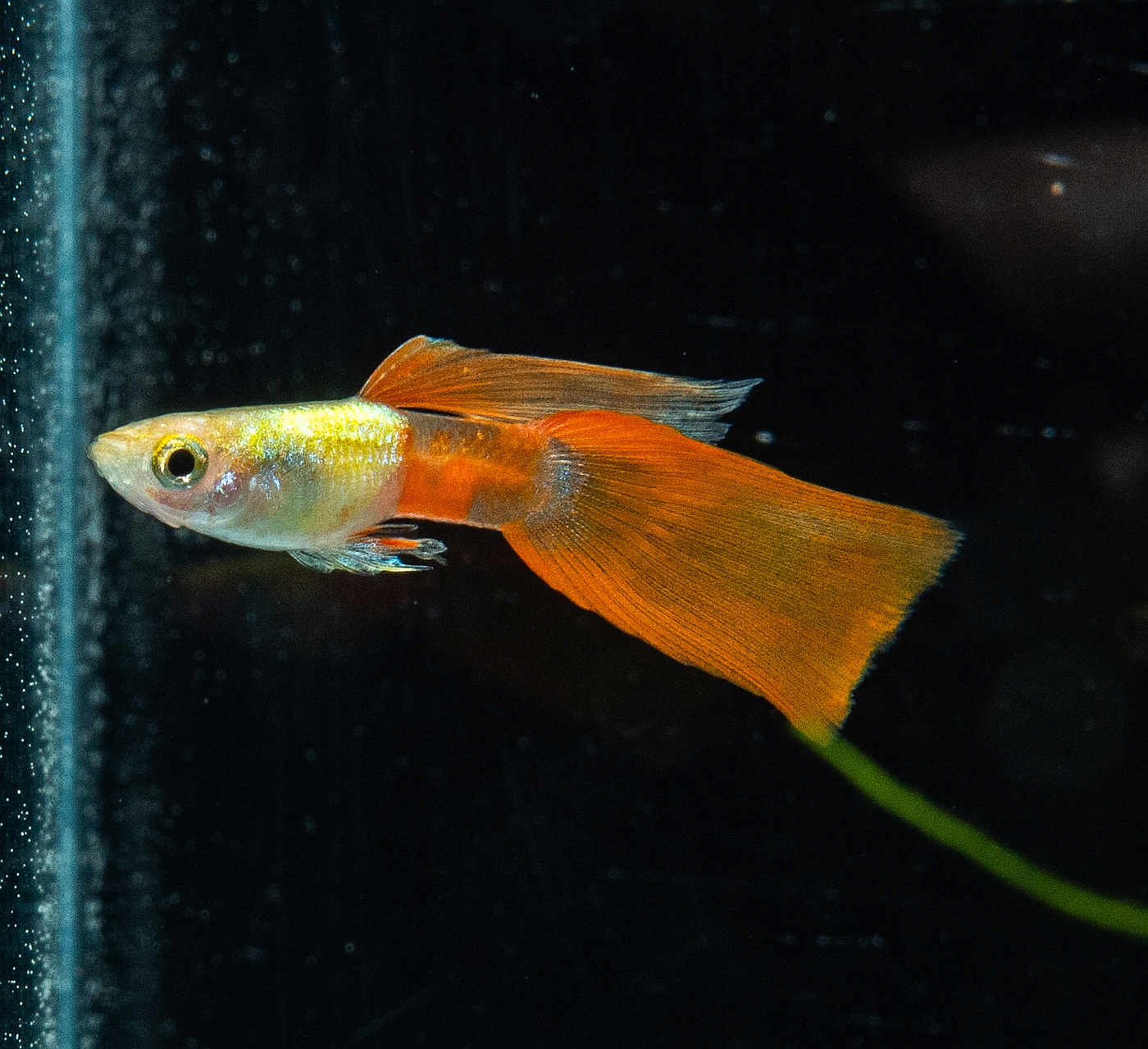 Guppy Show in Vienna Trios and Pairs 2019 - Ralfs-Guppy-Blog