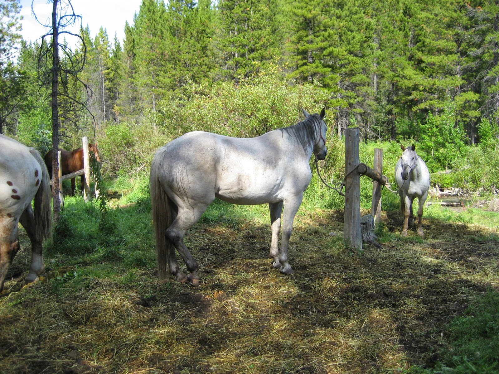 Do Horses Neigh When They Run?: What is a goose rump?