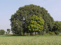Las maravillas de India: Flora y Fauna
