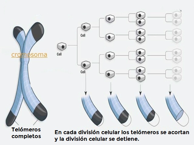 Los telomeros se acortan en cada división celular