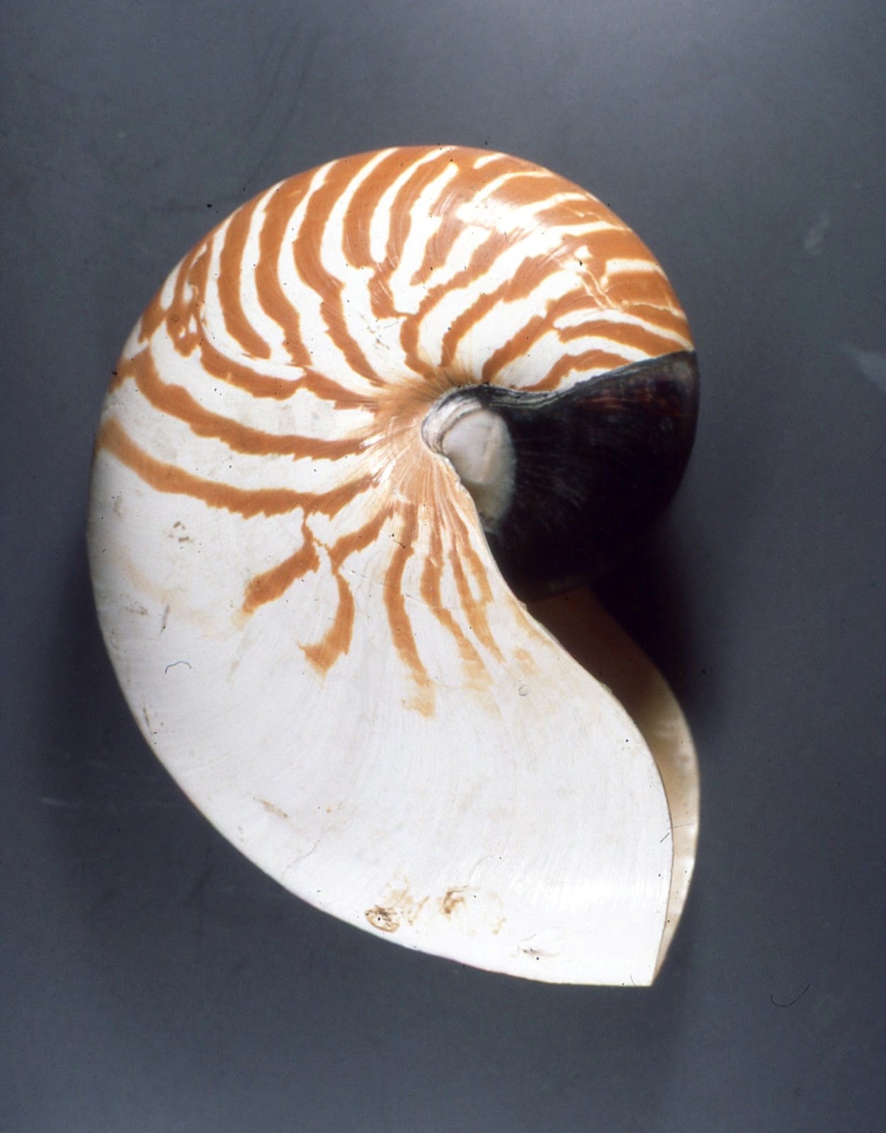 De Levensgeschiedenis van de Aarde