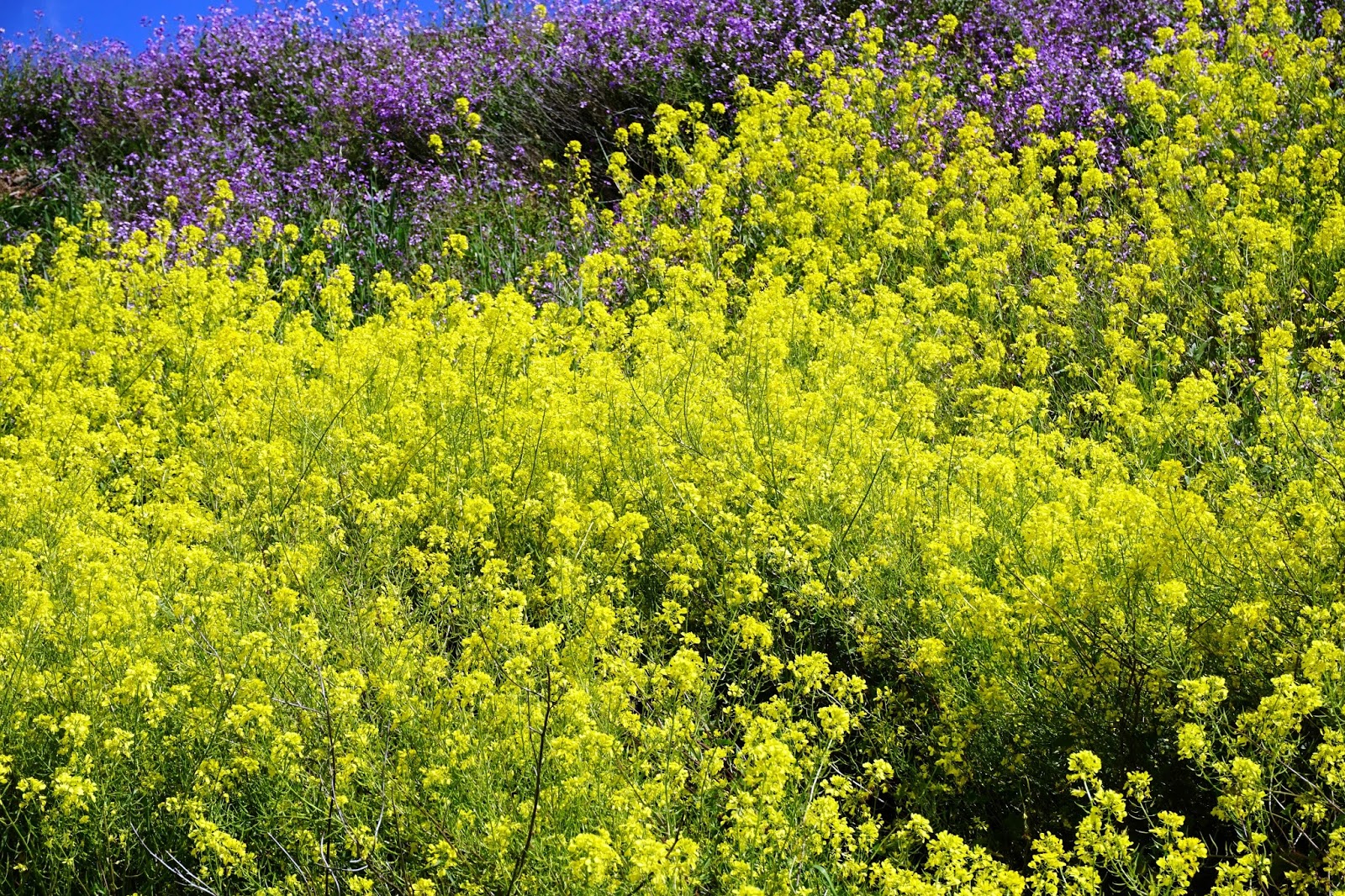 Plantas de Huerta Otea, Salamanca: Jaramago, jamargo, mostaza silvestre ...