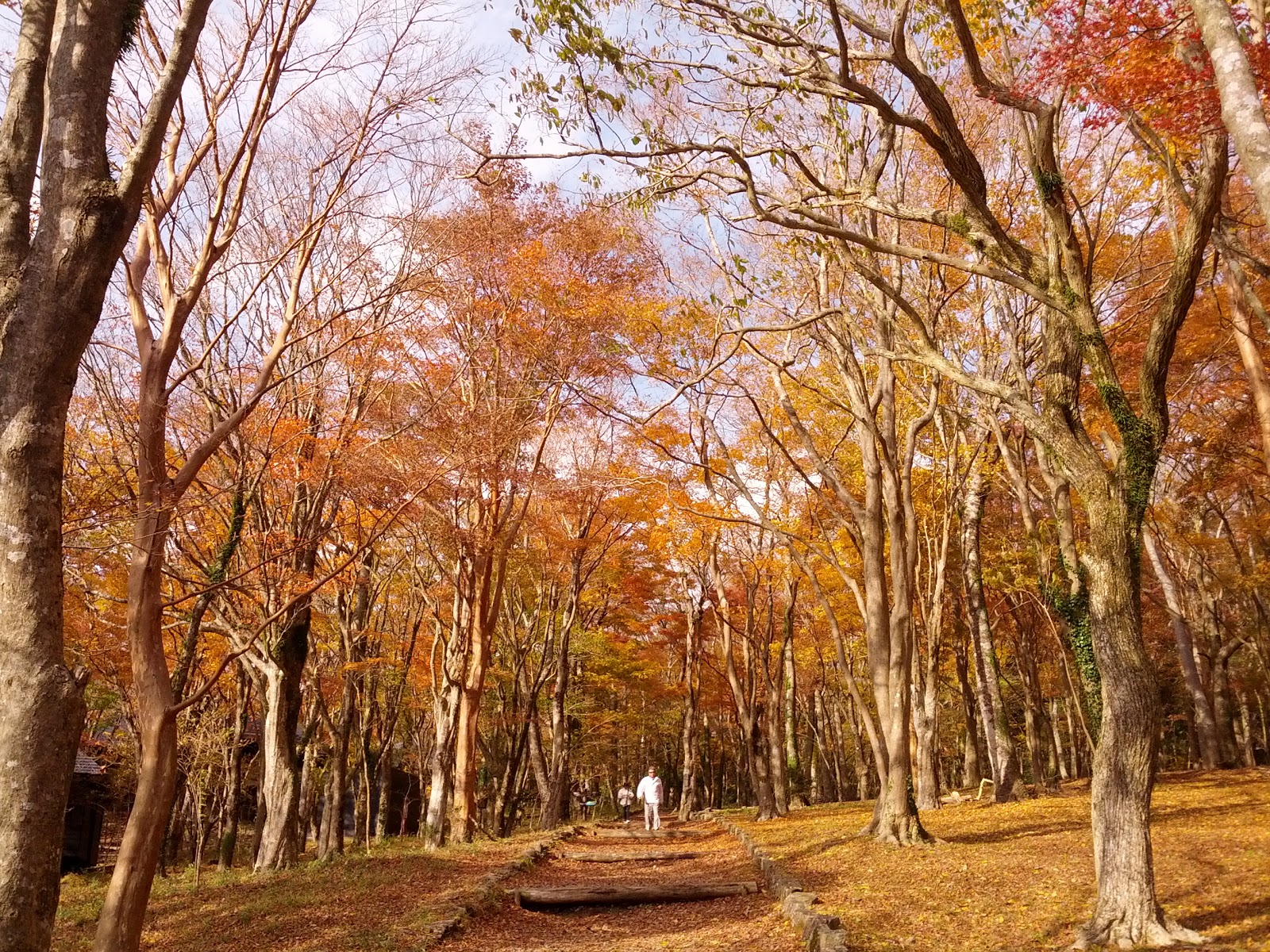 Mount Fuji Photos Blog: Autumn in Hakone