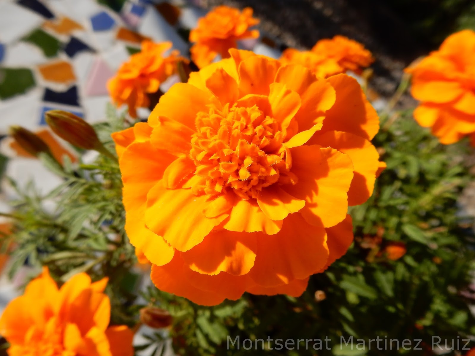 CEMPAXOCHITL o TAGETES - BOTÀNIC SERRAT