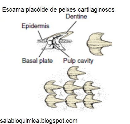 Sala BioQuímica: Desenvolvimento do tubarão e órgãos sensórios em peixes