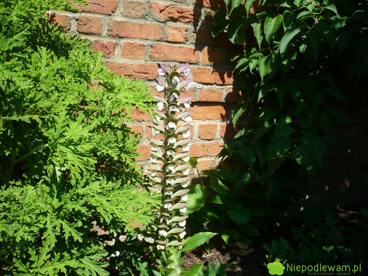 niepodlewam: Akant: uprawa, choroby i szkodniki