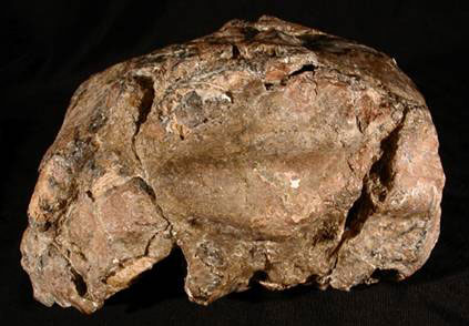 Meganthropus Paleojavanicus - Legend of Study