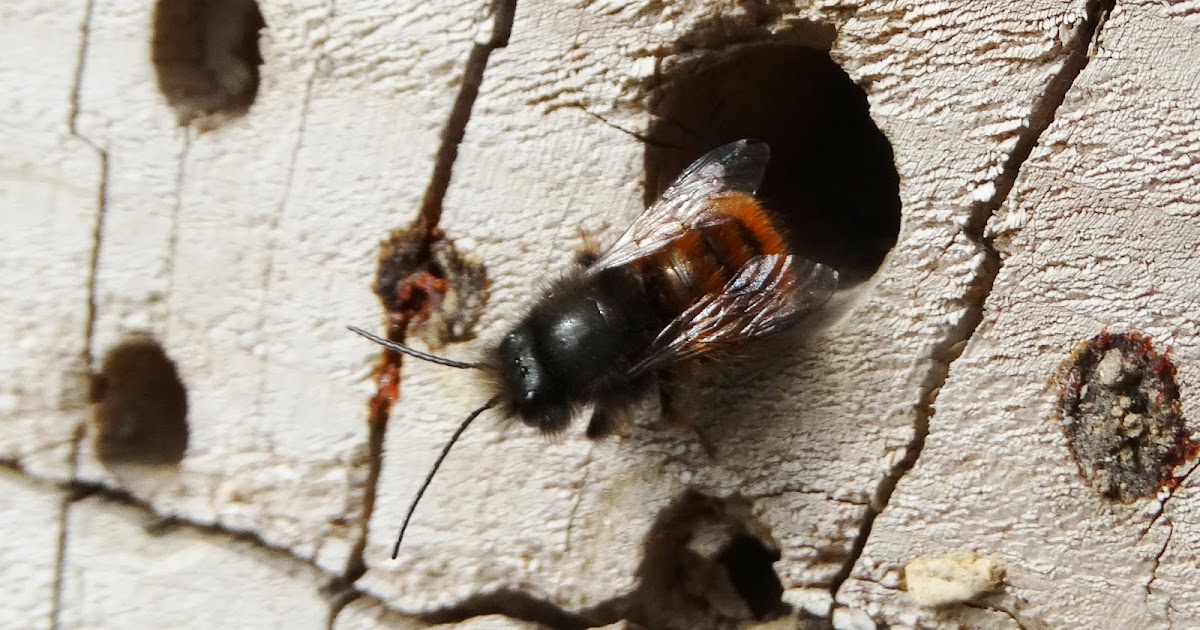 oog voor de natuur: Gehoornde metselbij (Osmia cornuta) bij opening van ...