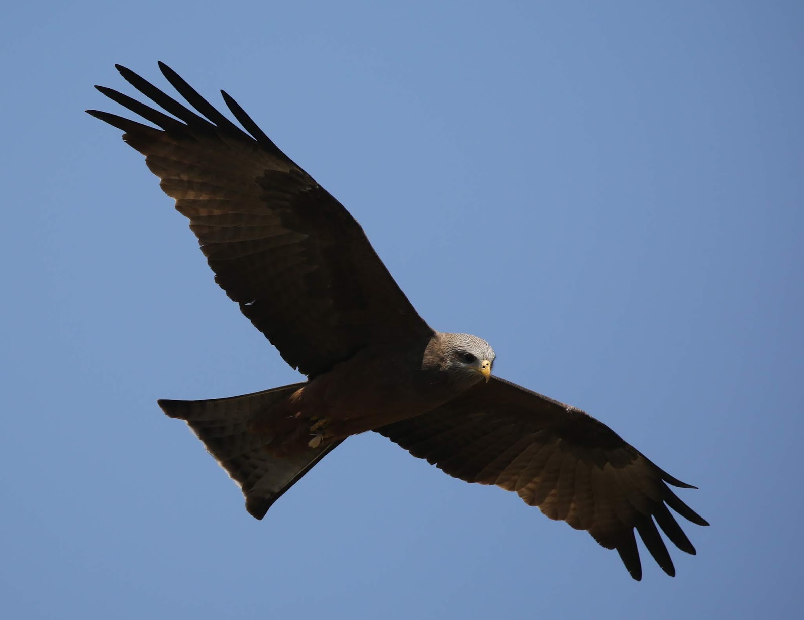 Worldbirder: Clare & Rowan's Africa trip!