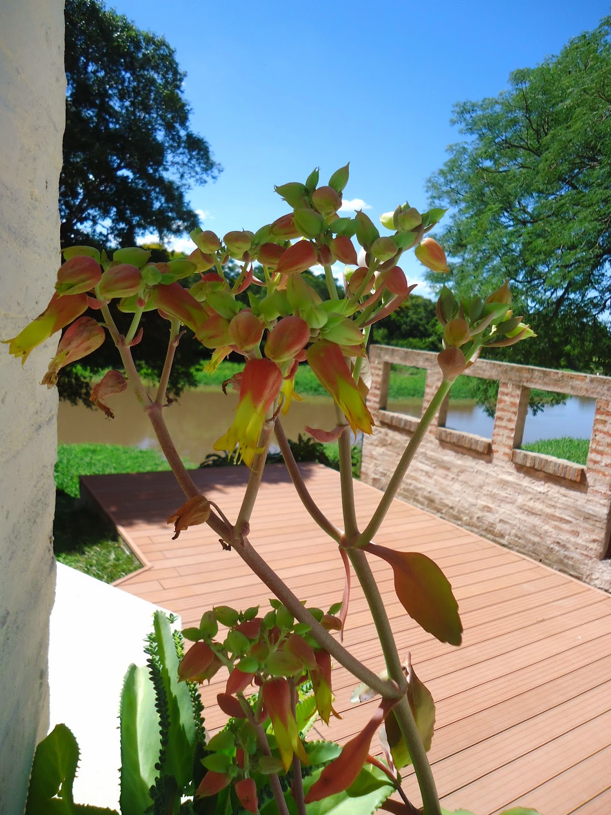 tutuna mituna: Kalanchoe / Madre de miles