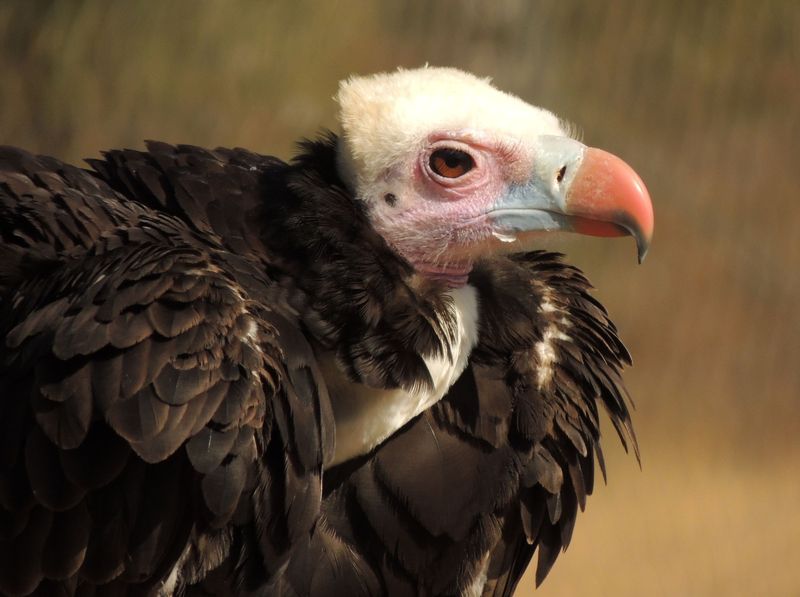 Faszination Geier: 4 Geierarten unter einem Dach