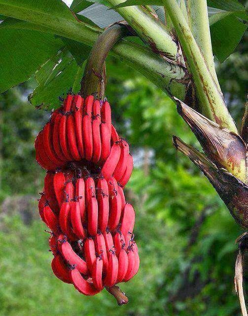 #Gardening : Red Bananas Tree